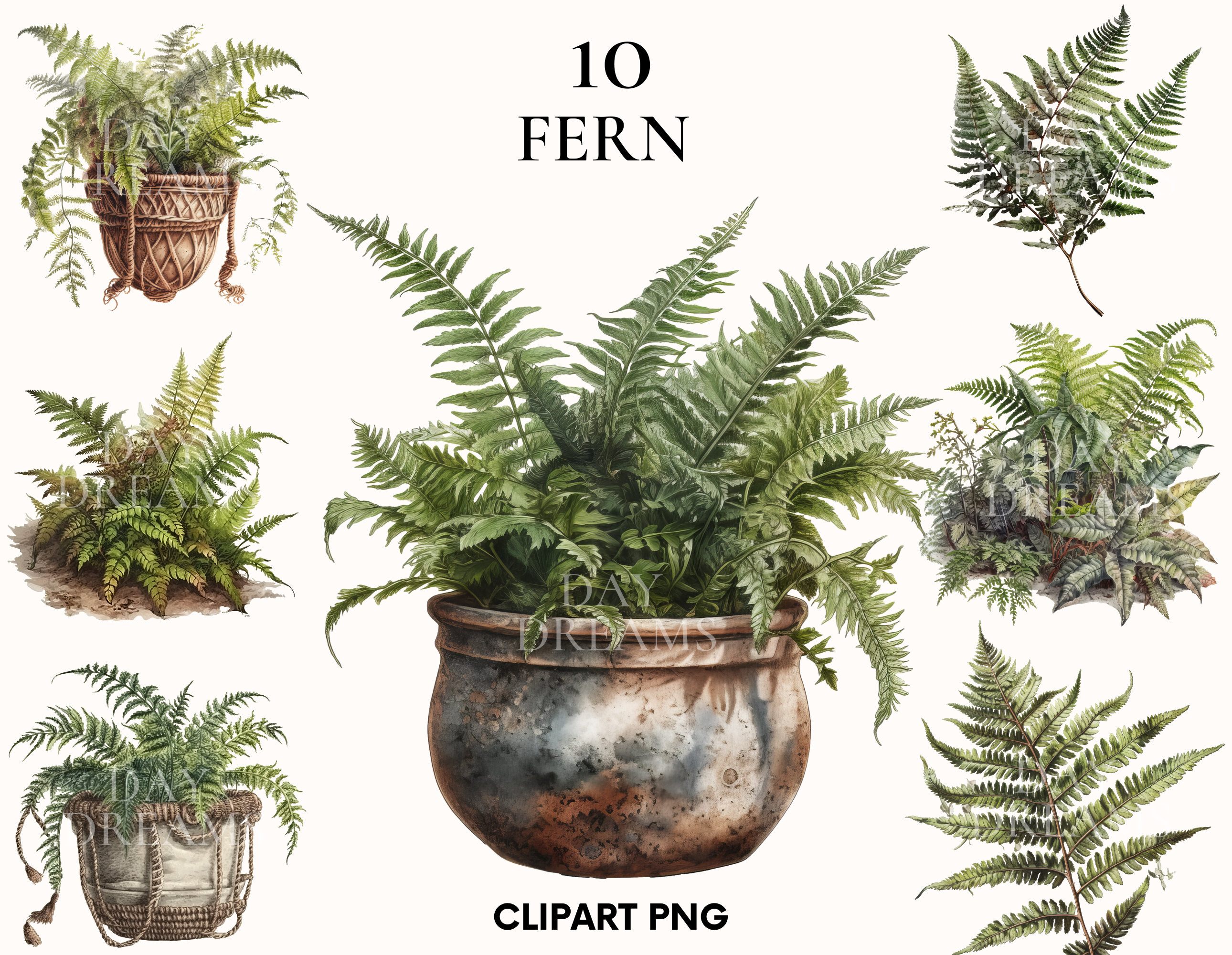 Fern Plant Clipart