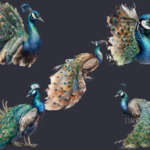 Watercolor Peacock Clipart, Bird Clipart, Peacock Feathers Clipart ...