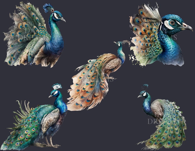 Watercolor Peacock Clipart Bird Clipart Peacock Feathers - Etsy
