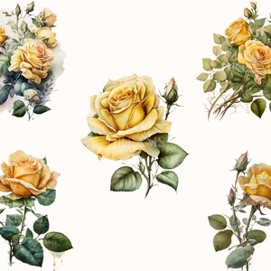 Watercolor Yellow Roses Clipart, Spring Flowers Clipart Bundle, Flower ...