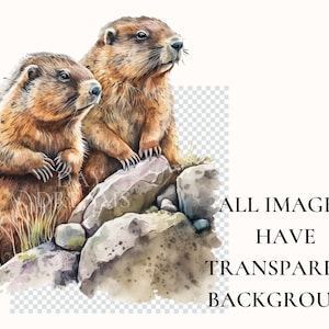 Watercolor Marmot Clipart, Cute Baby Animal Clipart Bundle, Woodland ...