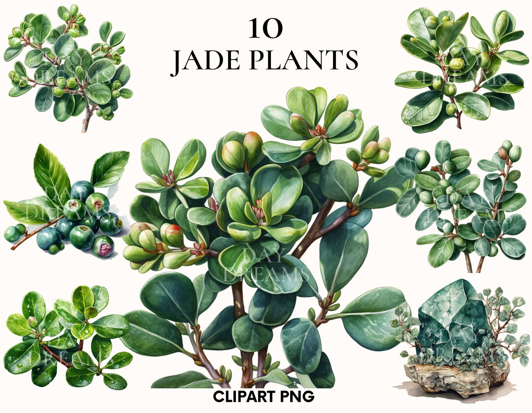 Watercolor Jade Plants Clipart, Wedding Clipart Bundle, Plant Png ...