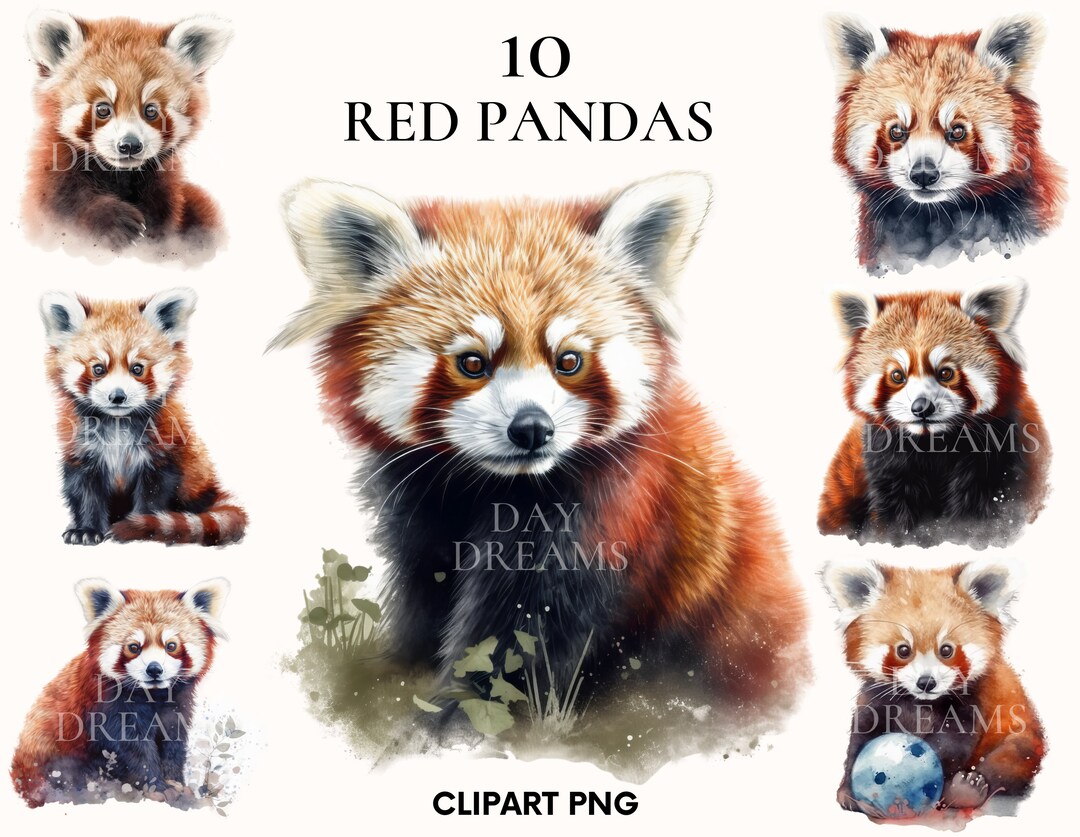 Watercolor Red Panda Clipart, Cute Red Panda Clipart Bundle, Wild ...