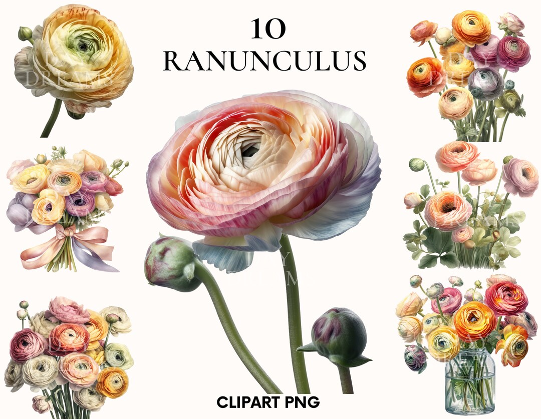 Watercolor Ranunculus Clipart, Flower Clipart, Wedding Clipart, Flowers ...