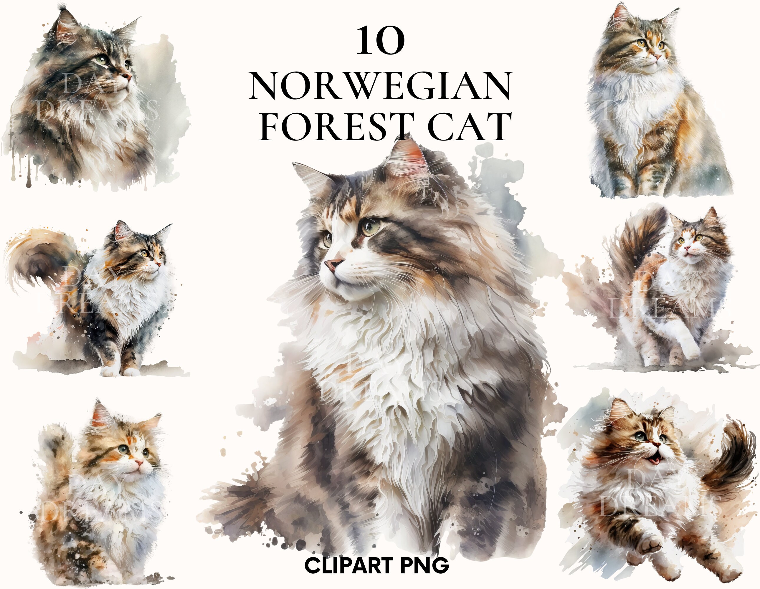 Norwegian Forest Cat Clipart Cute Watercolor Cat Clipart - Etsy Australia