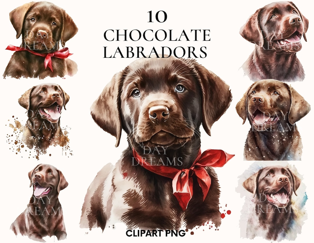 Chocolate Labrador Clipart, Cute Puppy Labrador Clipart Bundle, Pet ...