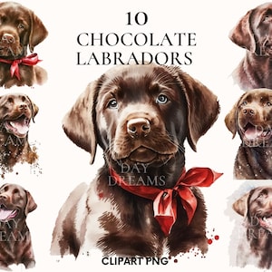 Chocolate Labrador Clipart, Cute Puppy Labrador Clipart Bundle, Pet ...