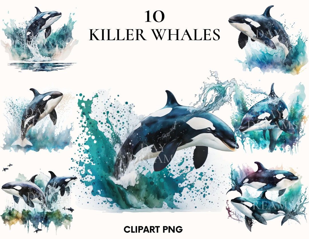Watercolor Killer Whale Clipart Cute Whale Clipart Bundle - Etsy