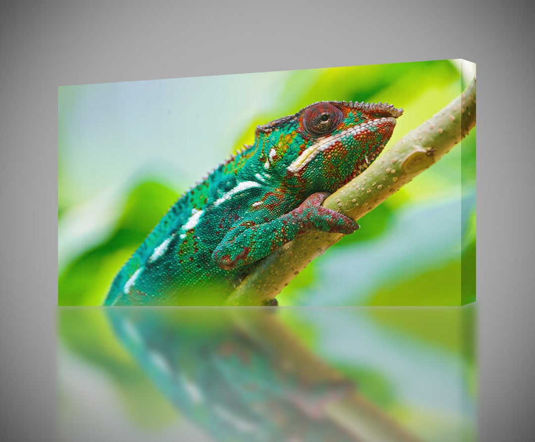 Chameleon Canvas Print Giclee - Etsy