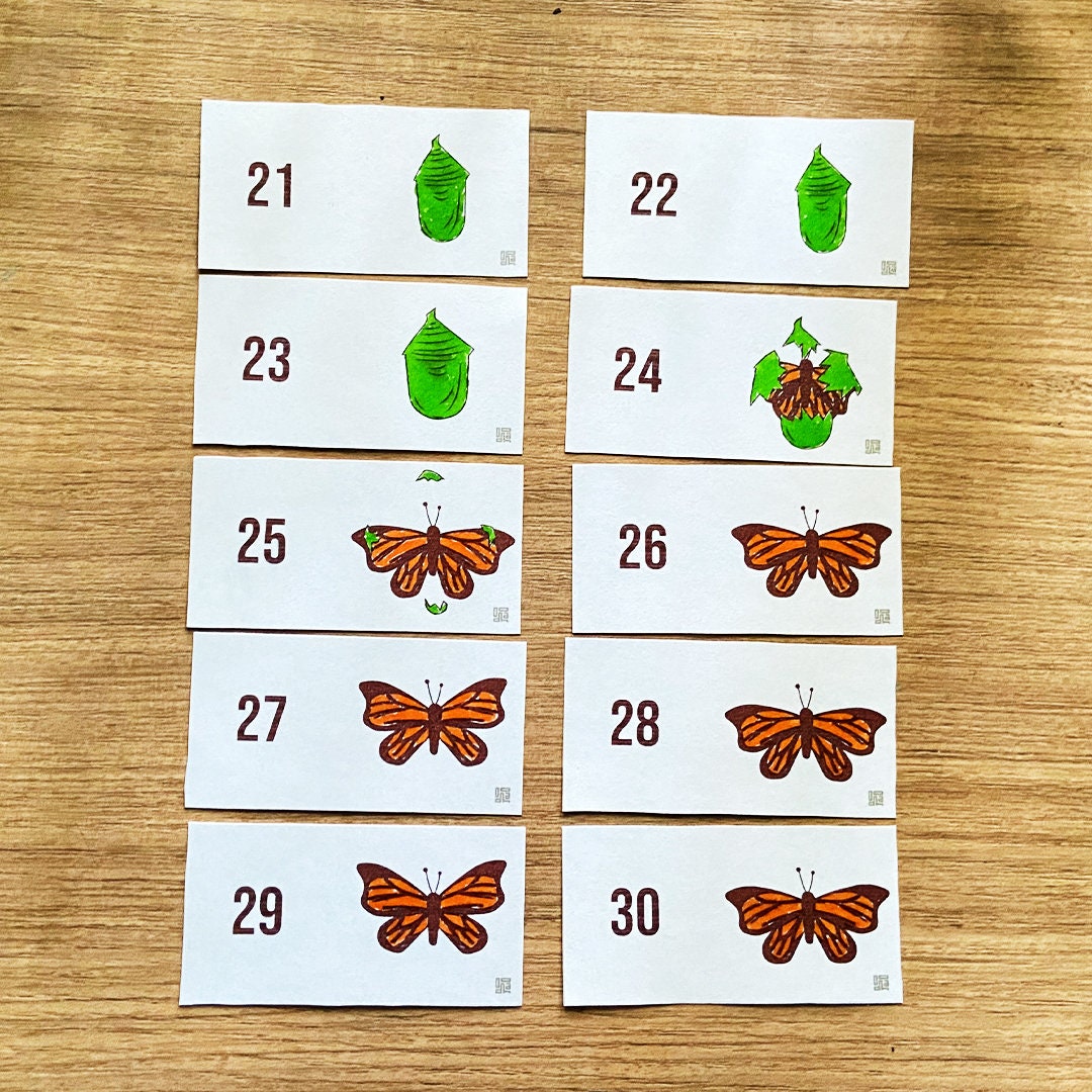 Life Cycle of a Butterfly Flipbook, Butterfly Metamorphosis Stages ...