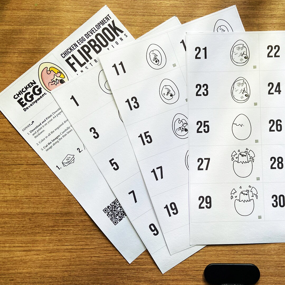 Chicken Egg Development Activity Flipbook With Coloring Pages ...