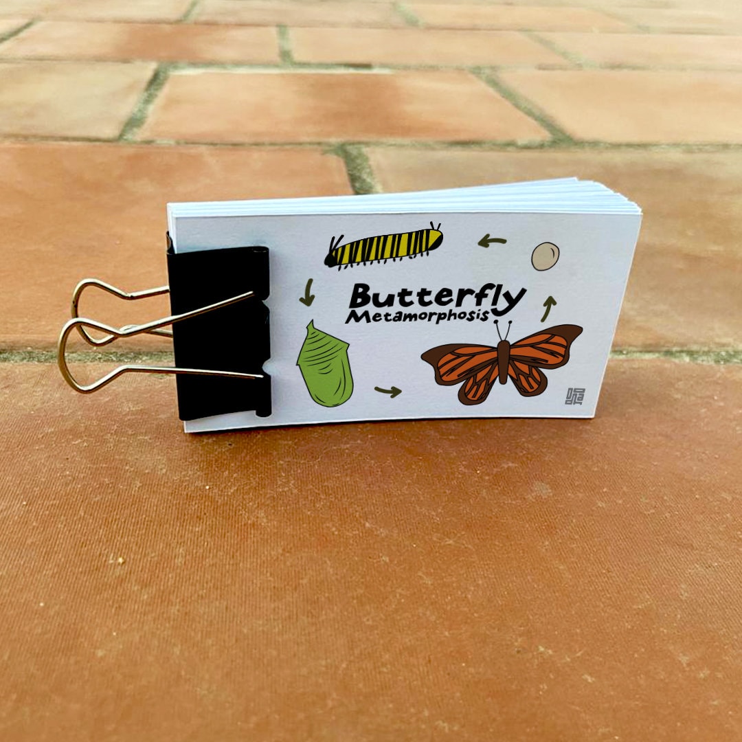 Flip Book Butterfly Life Cycle at Mary Wilber blog