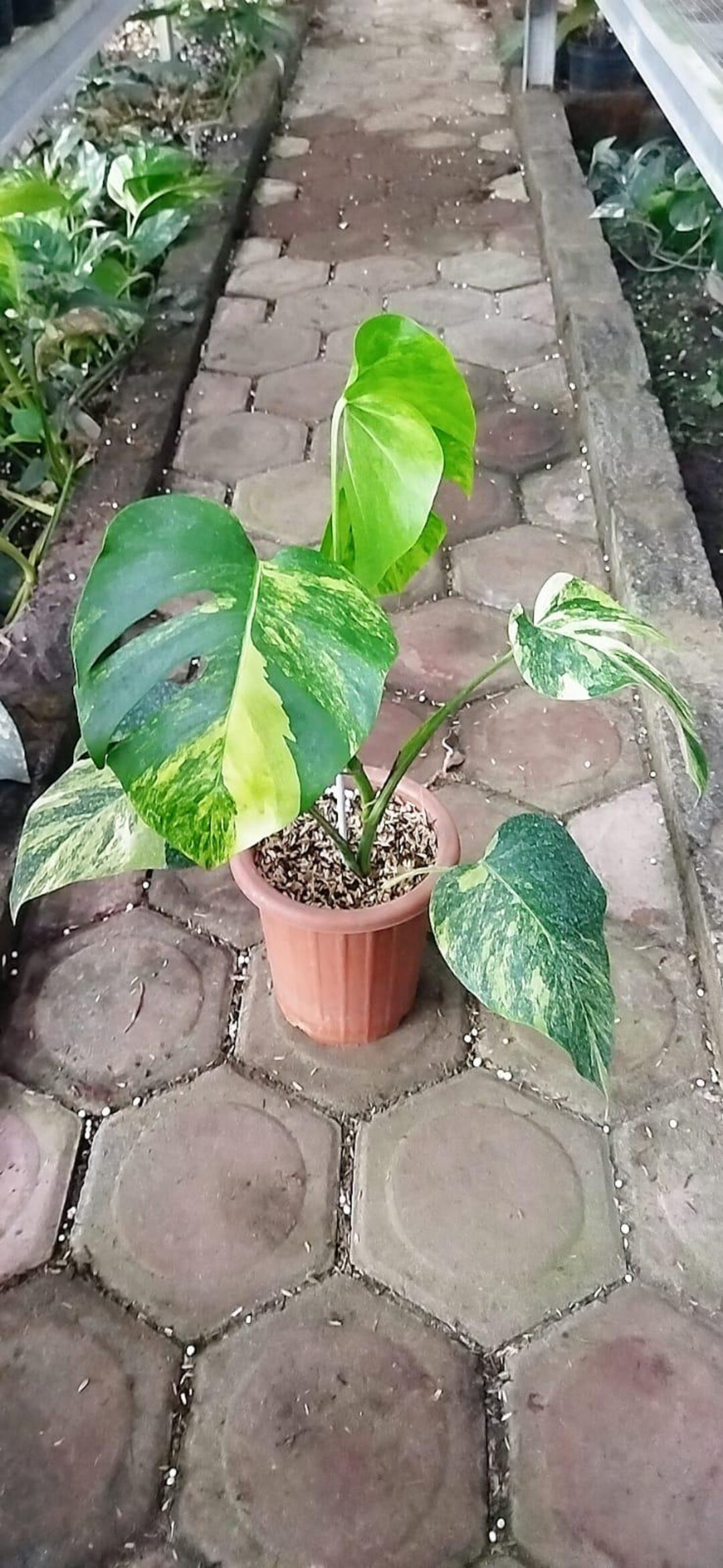 Monstera Marmorata Aurea Yellow Variegated 5 Leaf Very Beautiful Leaves ...