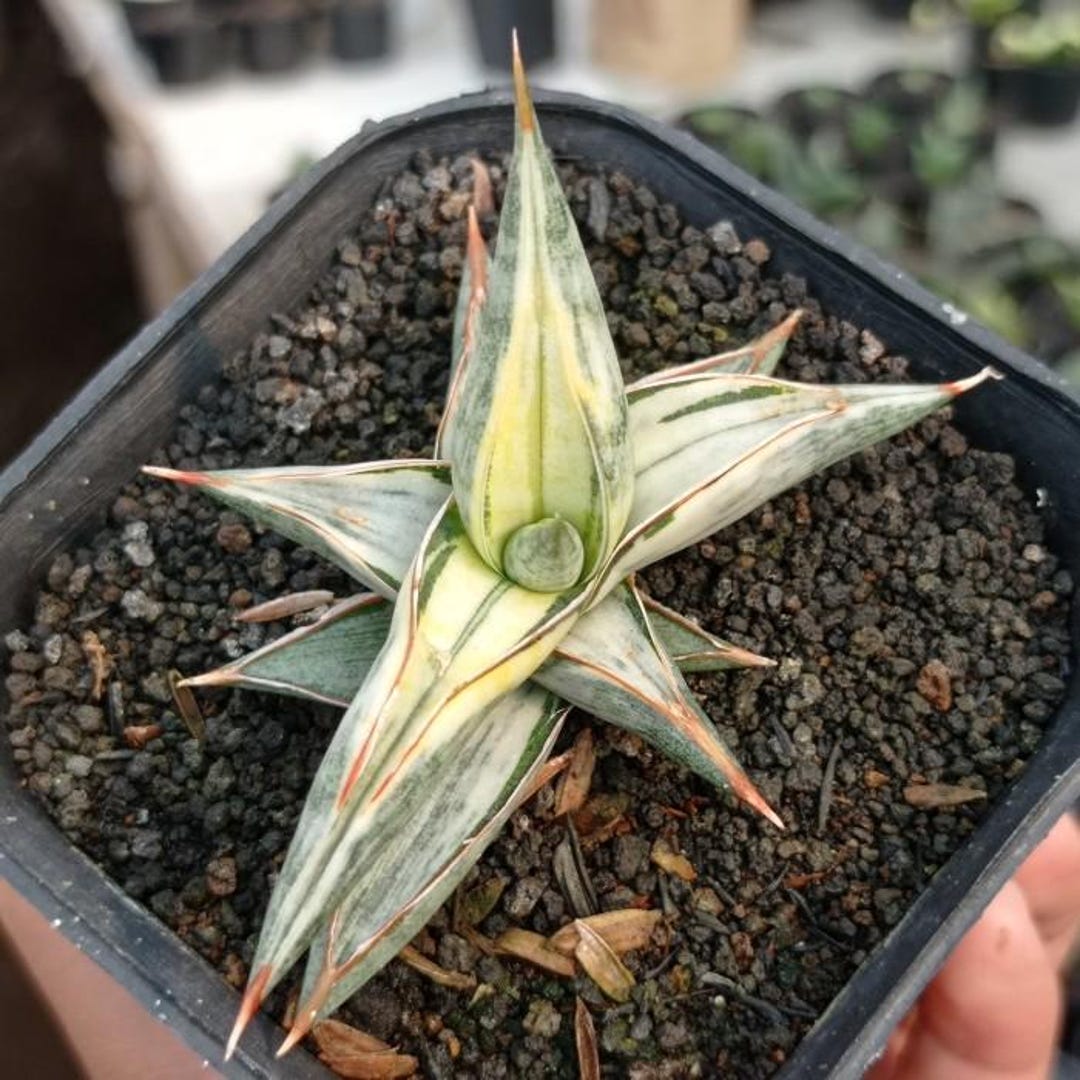 Sansevieria Blue Clone Variegated Rare Free Phytosanitary Fast Shipping ...