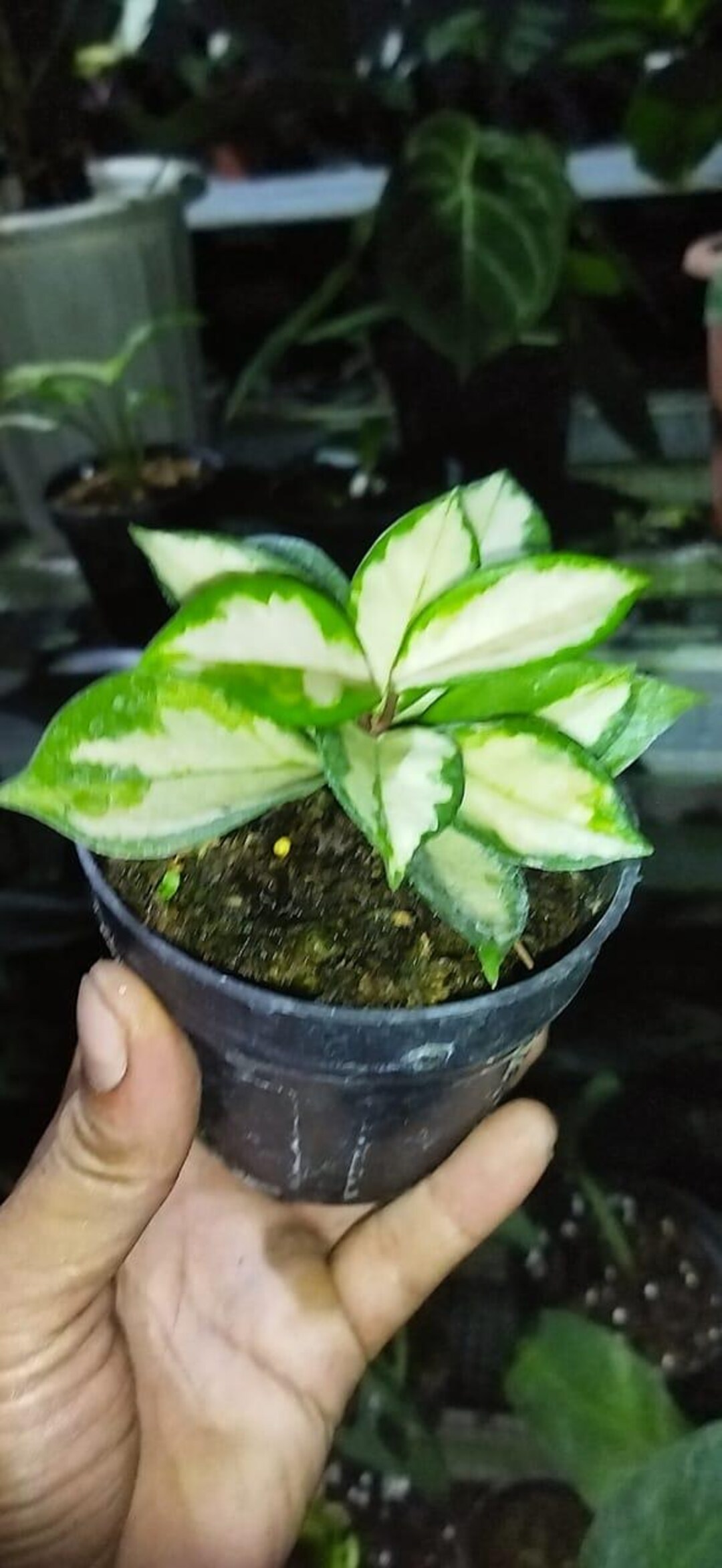 Hoya Variegated Argentina Very Beautiful Leaves Free Phytosanitary Good ...