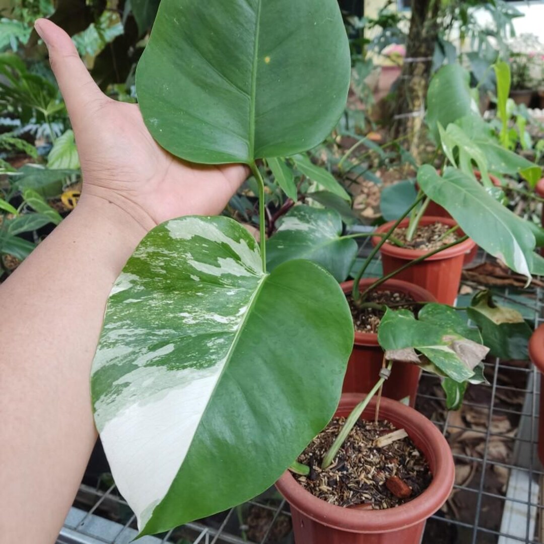 Monstera White Tiger Variegated One Leaf Very Beautiful Leaves Free ...