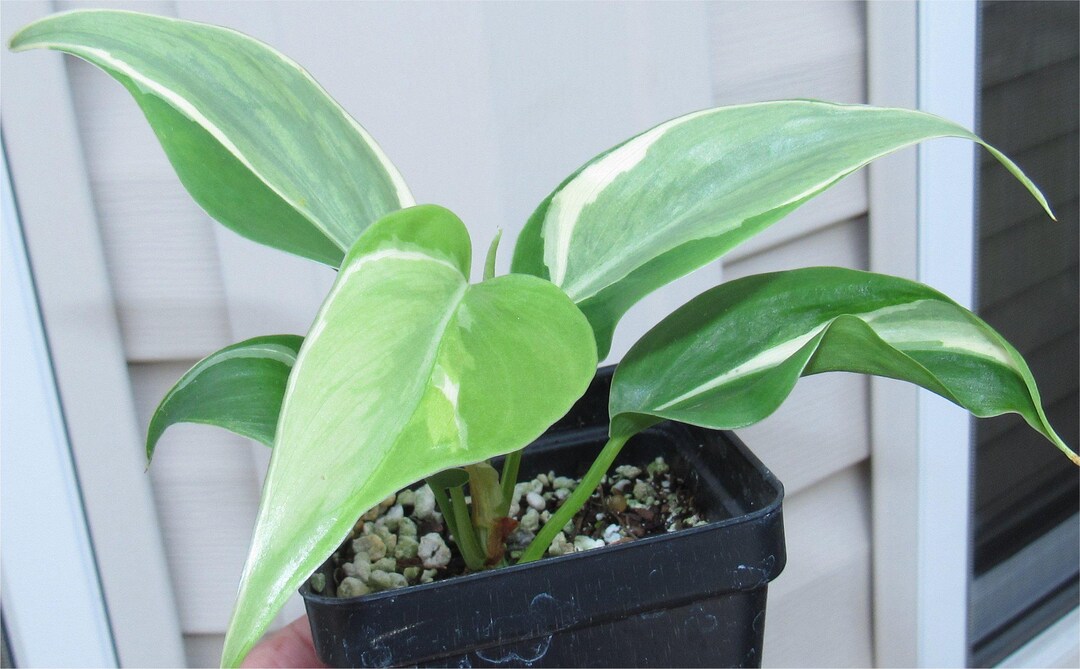 Philodendron Rio Hederaceum Striped Leaves / Rooted Plant in 2" Pot ...