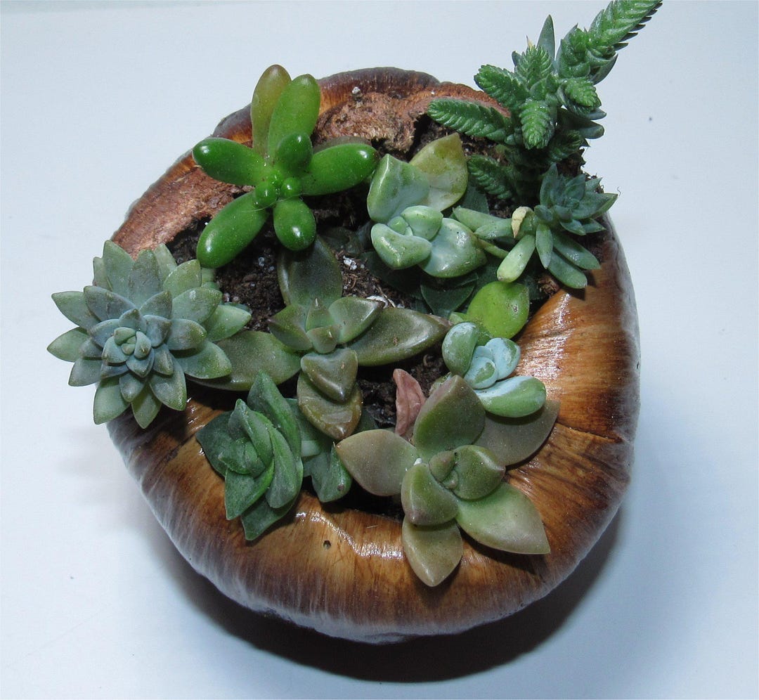Talami Pod Arrangement With Live Succulent Plants, Healthy Rooted ...