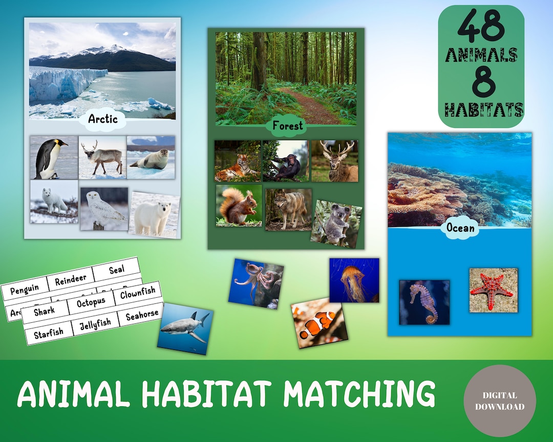 Animal Habitat Match for Kids, Realistic Animal Sorting, Homeschool ...