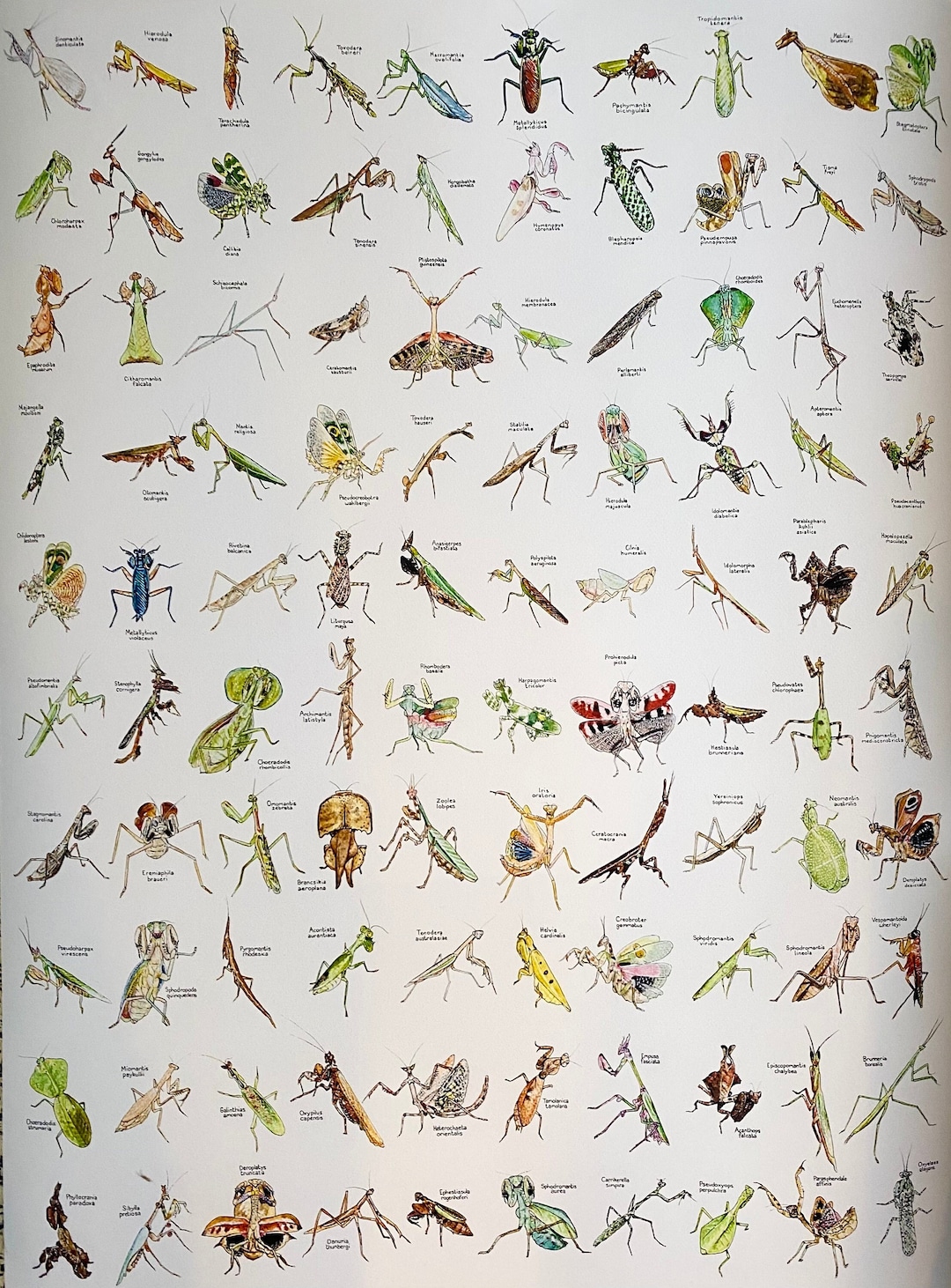 100 Mantises Poster - Etsy