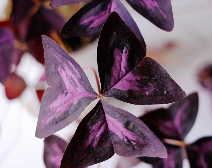 Oxalis Corms | Purple Oxalis Triangularis, Oxalis Triangularis Purple ...