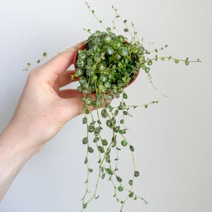 String of Turtles Cuttings | Peperomia Prostrata, Trailing Succulents, String Of's, Hanging ...