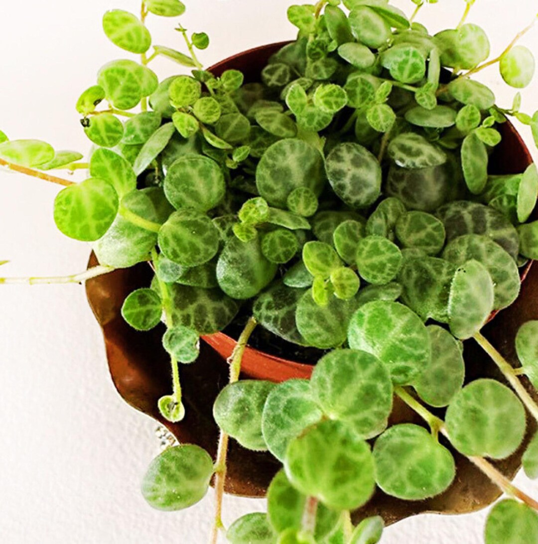 String of Turtles Cuttings Peperomia Prostrata, Trailing Succulents, String Of's, Hanging Plant ...