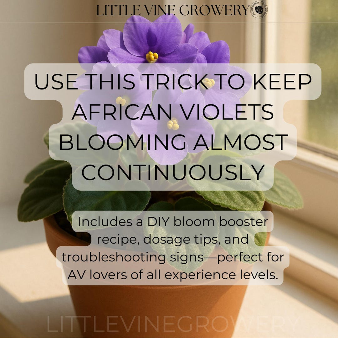 Epsom Salt Guide for African Violets: Bloom Booster Recipe (digital ...