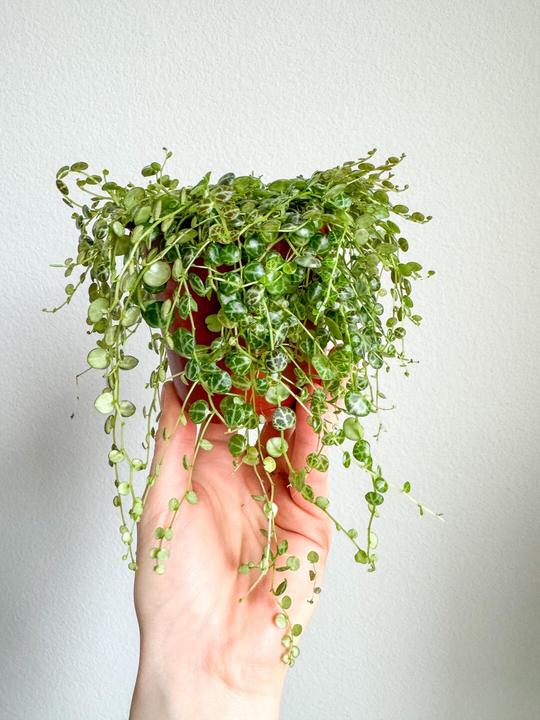 String of Turtles Cuttings | Peperomia Prostrata, Trailing Succulents, String Of's, Hanging ...