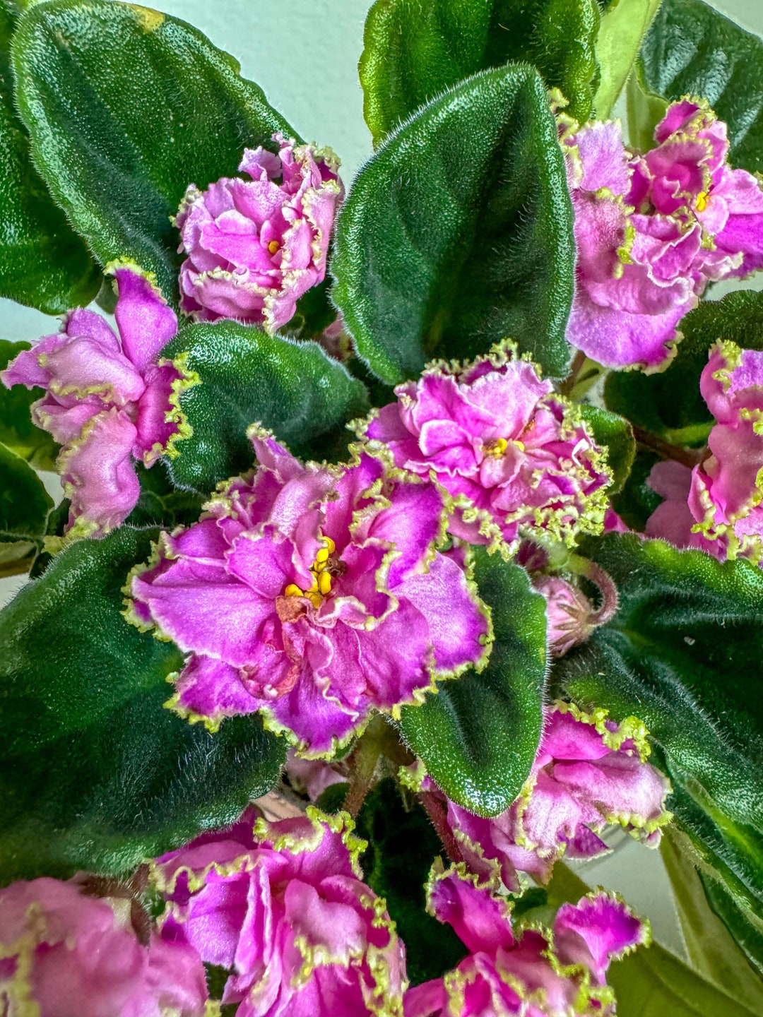 Rare African Violet “apollo Pink” | Hydrangea, Pink Flowers With Green ...