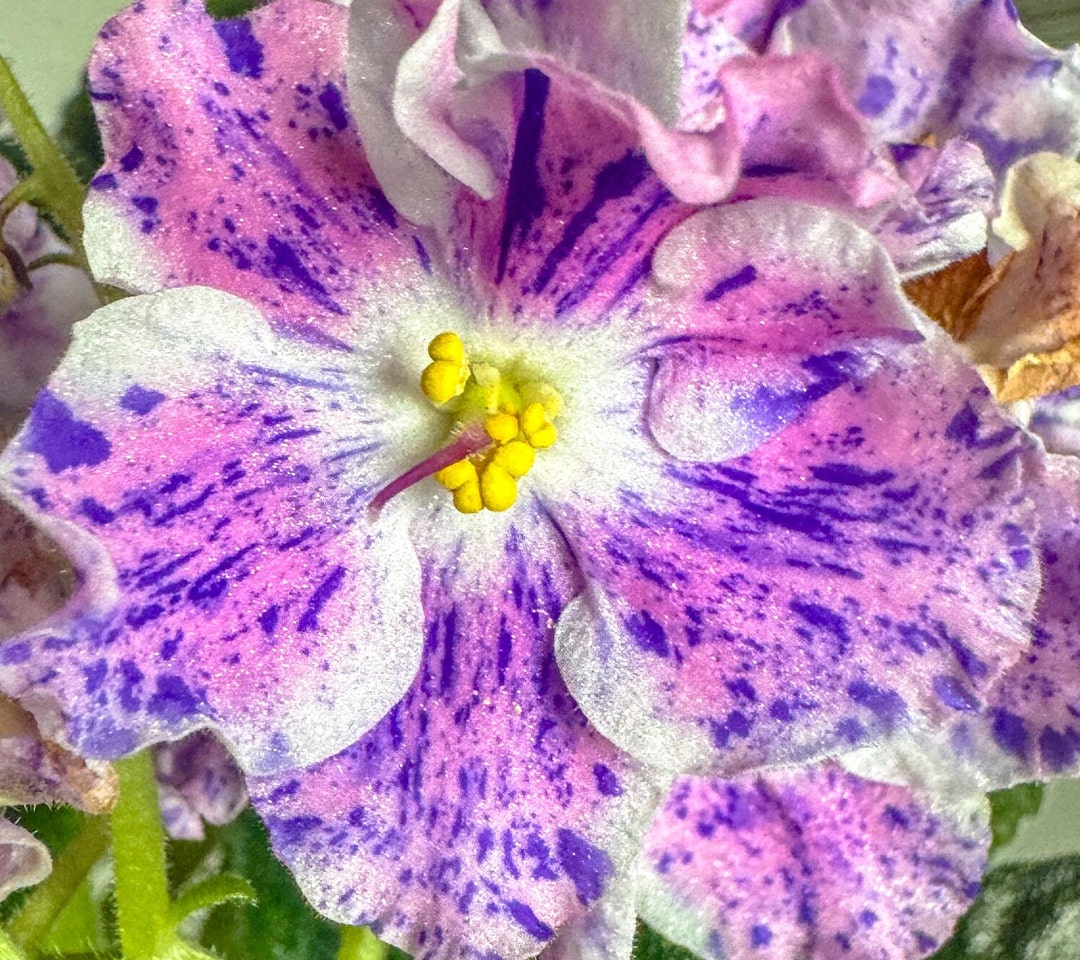 Playful Spectrum African Violet | Rare African Violets, Variegated Pink ...