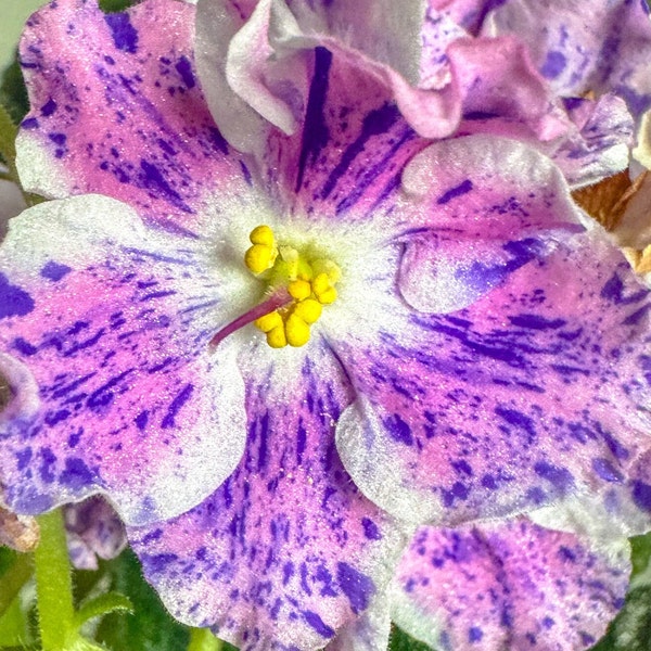 Variegated African Violets - Etsy