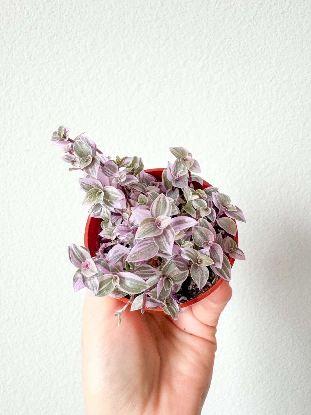 Callisia Repens Pink Lady Tradescantia Pink Panther Plant, Pink ...