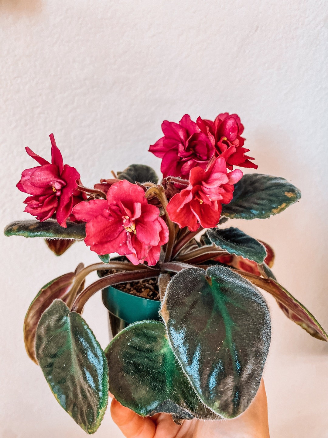 Rare Russian African Violet “EK Cherry Blizzard” | Red Burgundy Double ...