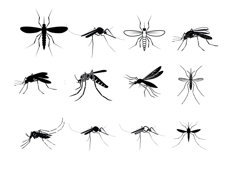 Mosquito Svg Bundle, Dengue Svg, Dengue Virus Svg, Malaria Svg ...