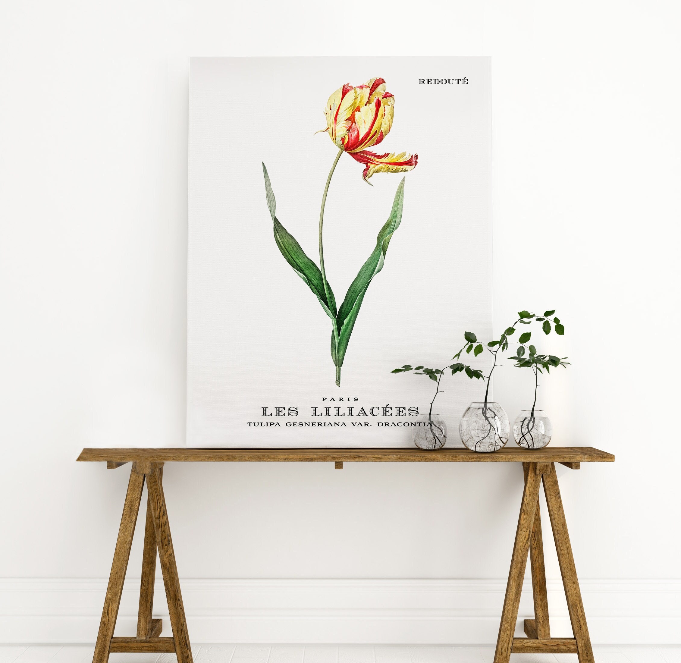 Tulip Flower Digital Wall Art Print: Vintage Printable - Etsy