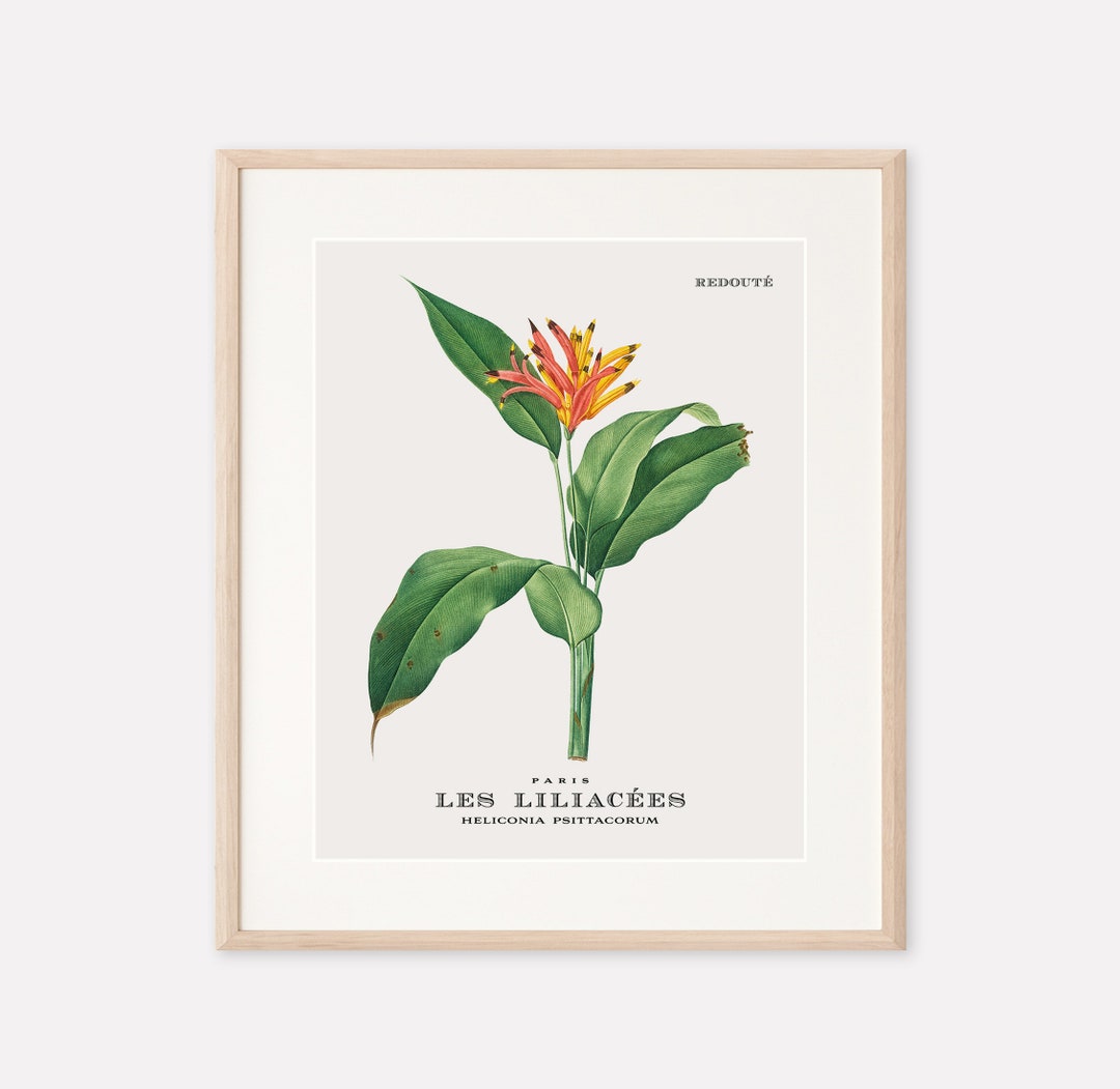 Printable Botanical Vintage Floral Artwork: Parrot's Flower Wall Art ...