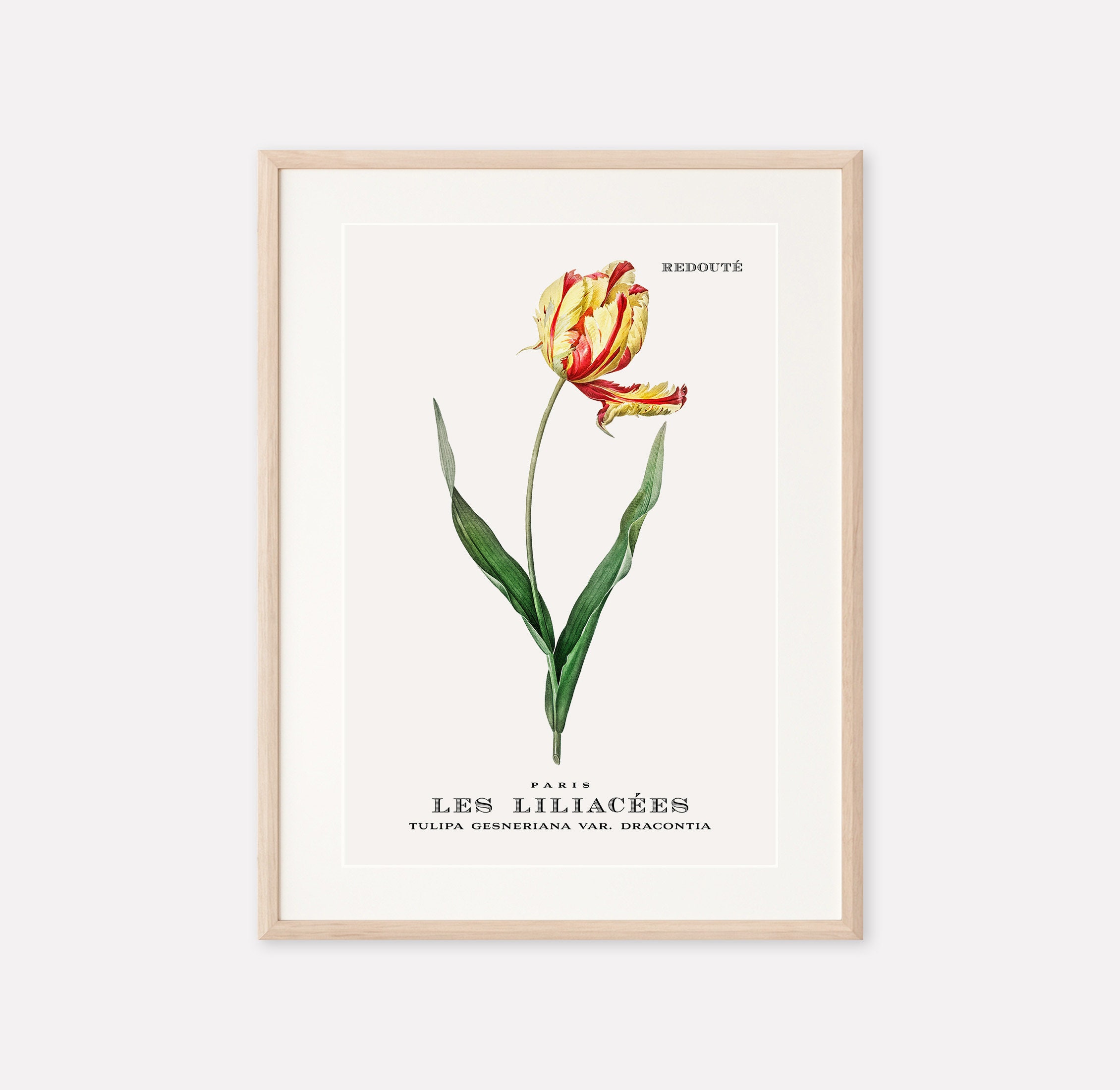 Tulip Flower Digital Wall Art Print: Vintage Printable - Etsy