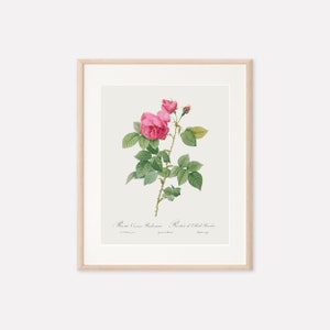 Printable Vintage Rose Art Print - Etsy