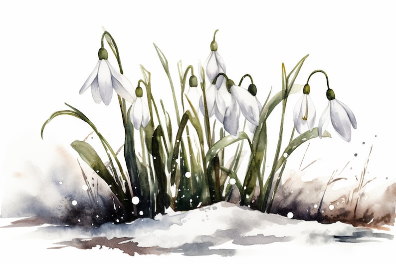 Watercolor Snowdrop Flowers Clipart, 12 High Quality Snowdrop Flowers ...