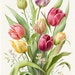 Watercolor Blooming Tulips Clipart, 10 High Quality Watercolor Tulips ...