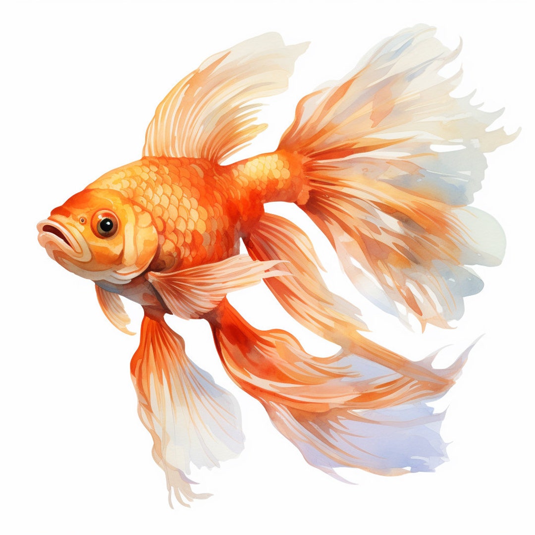 Watercolor Lionhead Goldfish Isolated Clipart, 12 High Quality Lionhead ...