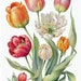Watercolor Blooming Tulips Clipart, 10 High Quality Watercolor Tulips ...