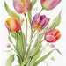 Watercolor Blooming Tulips Clipart, 10 High Quality Watercolor Tulips ...