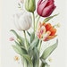 Watercolor Blooming Tulips Clipart, 10 High Quality Watercolor Tulips ...