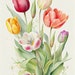 Watercolor Blooming Tulips Clipart, 10 High Quality Watercolor Tulips ...