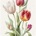 Watercolor Blooming Tulips Clipart, 10 High Quality Watercolor Tulips ...