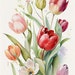 Watercolor Blooming Tulips Clipart, 10 High Quality Watercolor Tulips ...