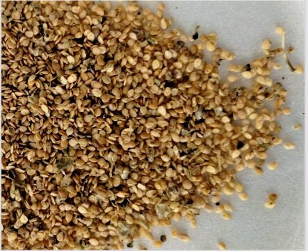 Seed Njama Njama Big Leaf Garden Huckleberry, African Nightshade 100 ...