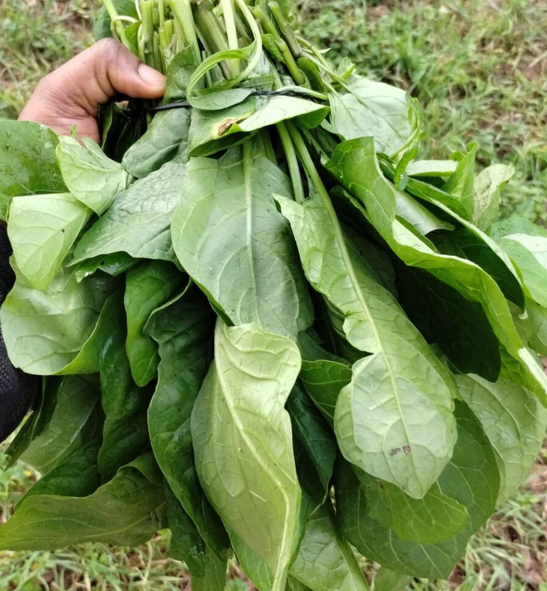 Fresh Njama Njama, Garden Huckleberry, African Nightshade, Managu 2 Lb ...